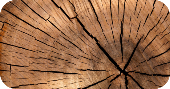 Encyclo - Les certifications environnementales des forêts : PEFC / FSC